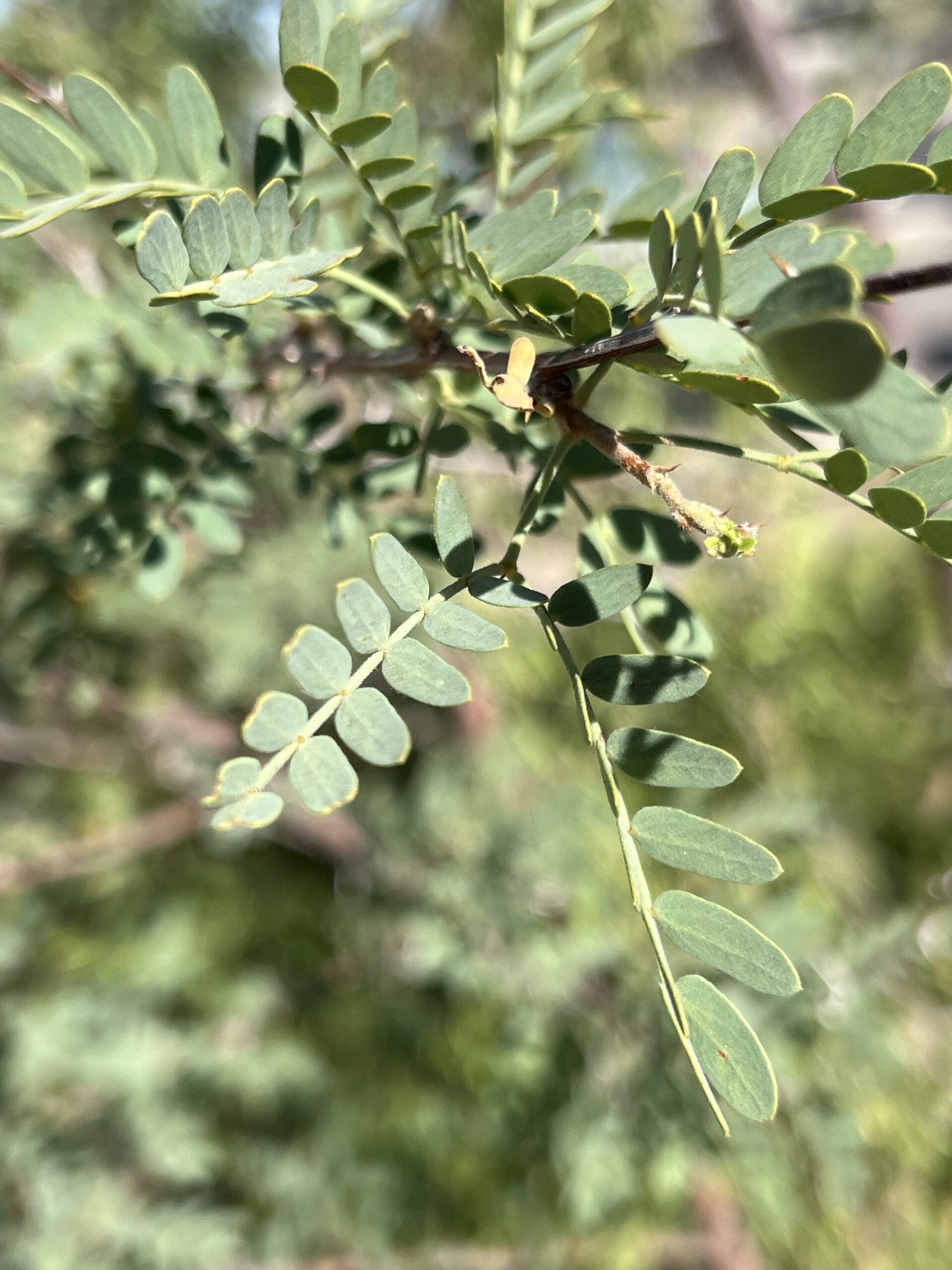 Screwbean Mesquite · Tucson Clean & Beautiful