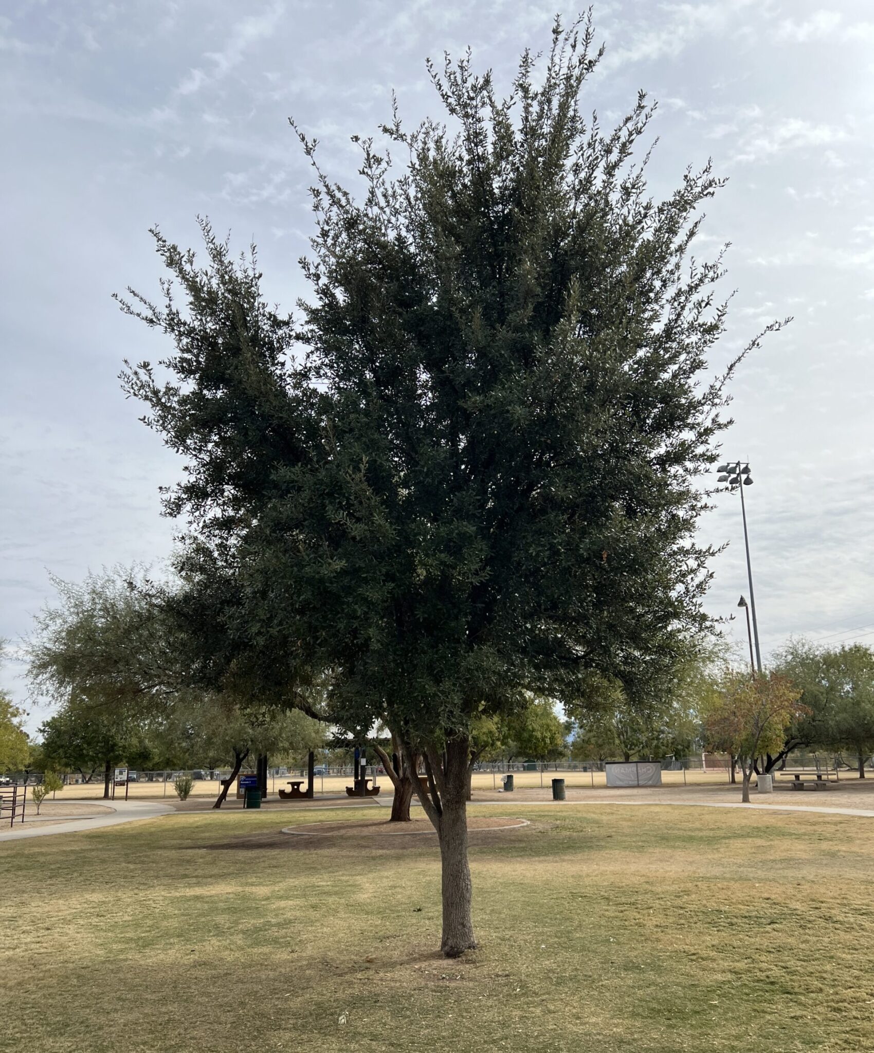 Trees For Tucson · Tucson Clean & Beautiful