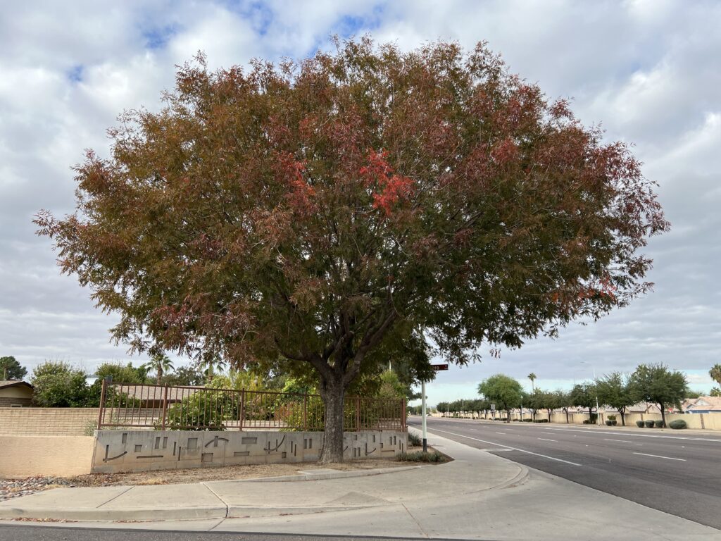 Red Push Pistache · Tucson Clean & Beautiful