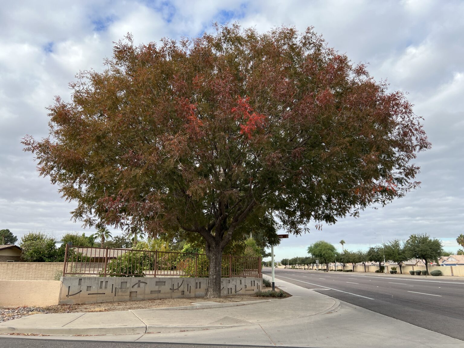 Red Push Pistache · Tucson Clean & Beautiful