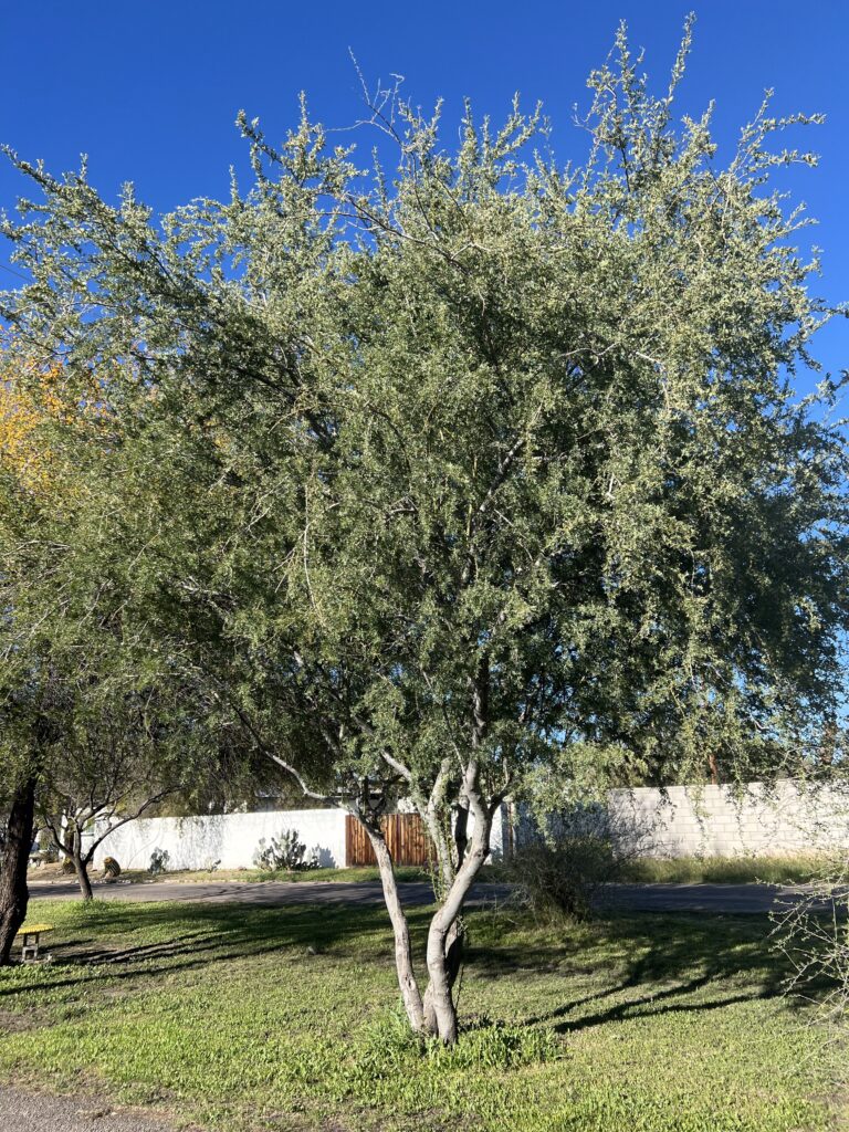 Trees For Tucson · Tucson Clean & Beautiful
