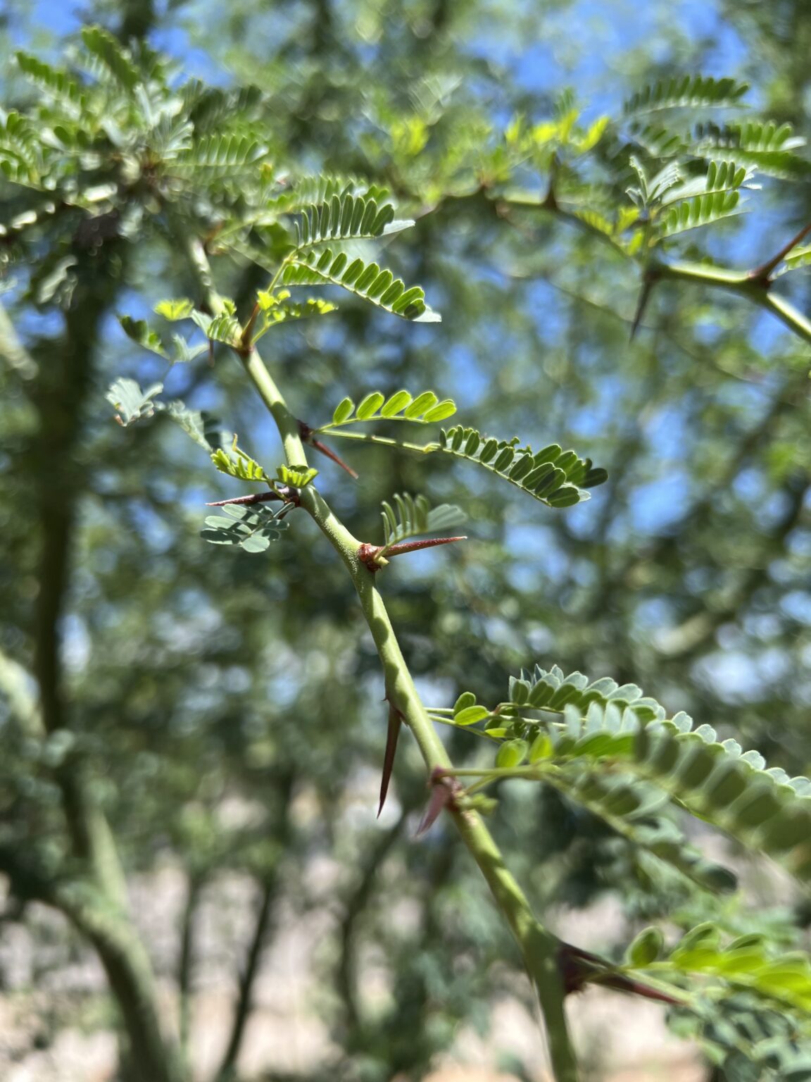 Palo Brea · Tucson Clean & Beautiful