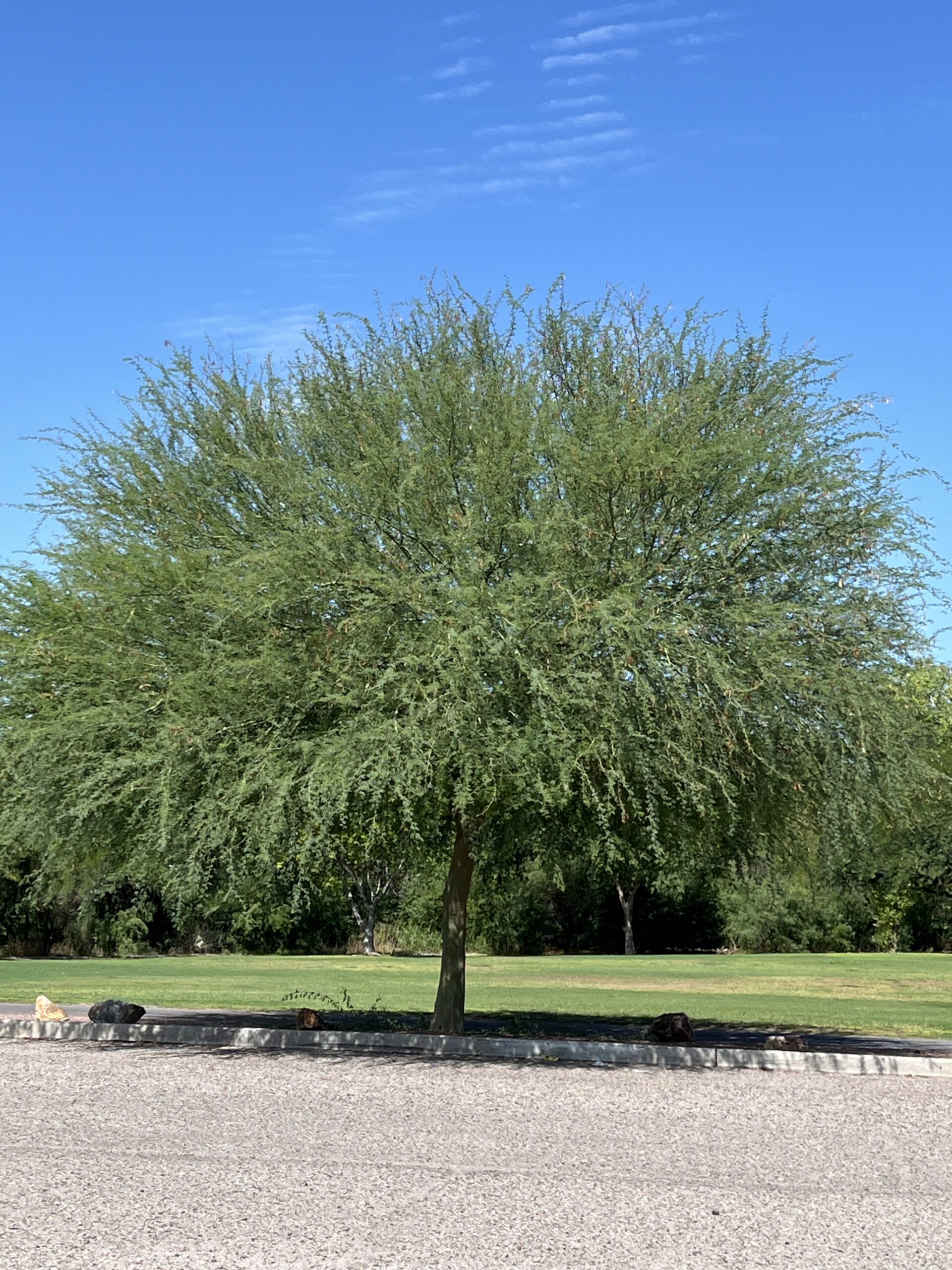 Palo Brea · Tucson Clean & Beautiful