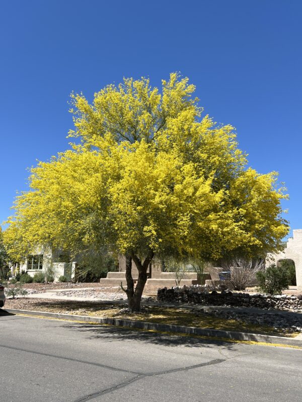 Trees For Tucson · Tucson Clean & Beautiful