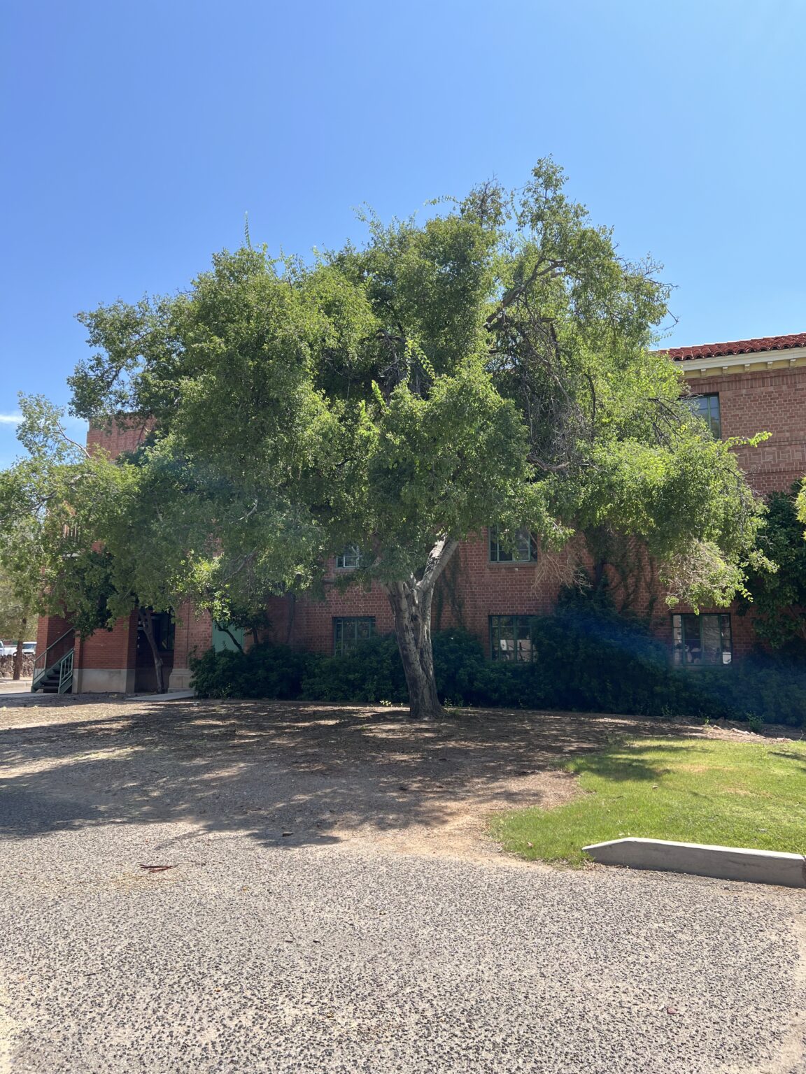 Trees For Tucson · Tucson Clean & Beautiful