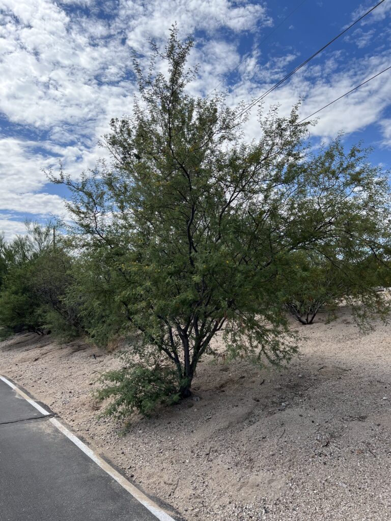 Trees For Tucson · Tucson Clean & Beautiful