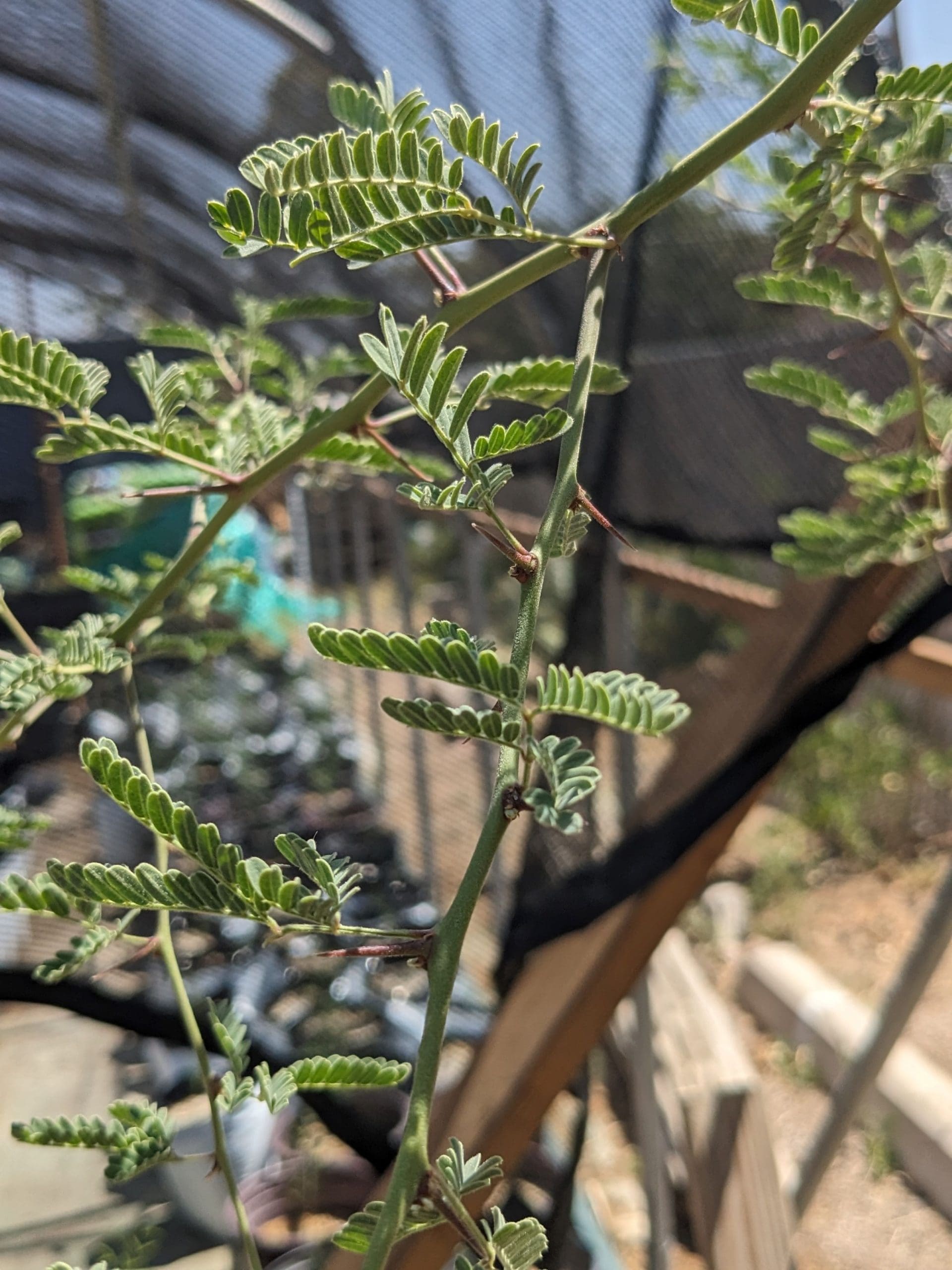 Palo Brea · Tucson Clean & Beautiful