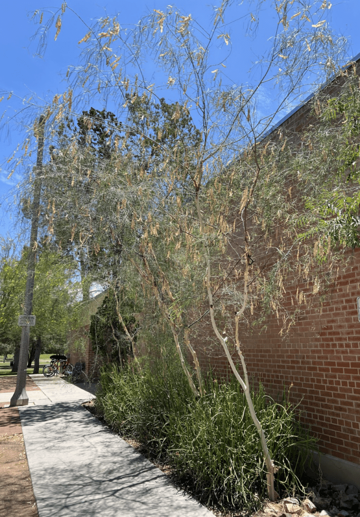 Trees For Tucson · Tucson Clean & Beautiful