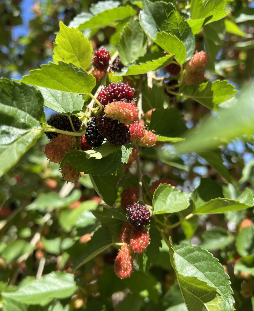 Trees For Tucson · Tucson Clean & Beautiful