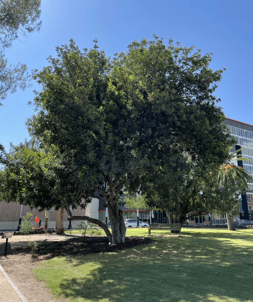 Carob · Tucson Clean & Beautiful