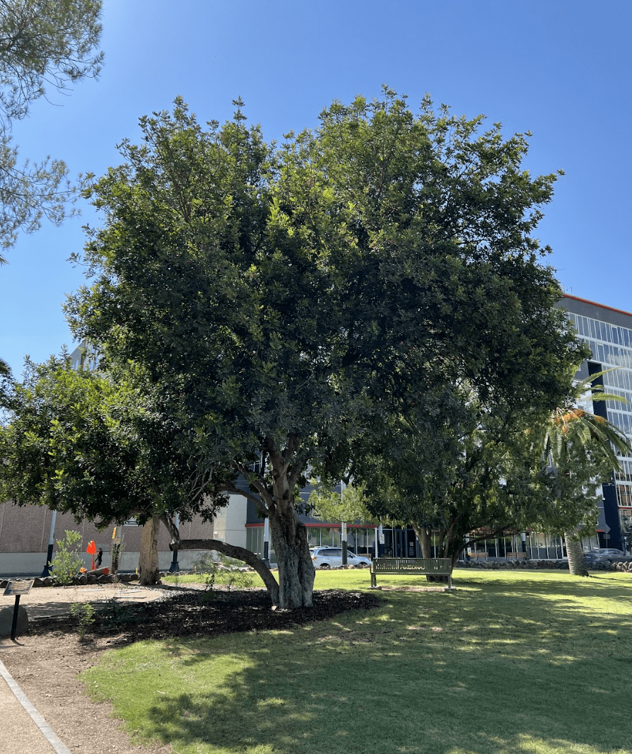 Trees For Tucson · Tucson Clean & Beautiful