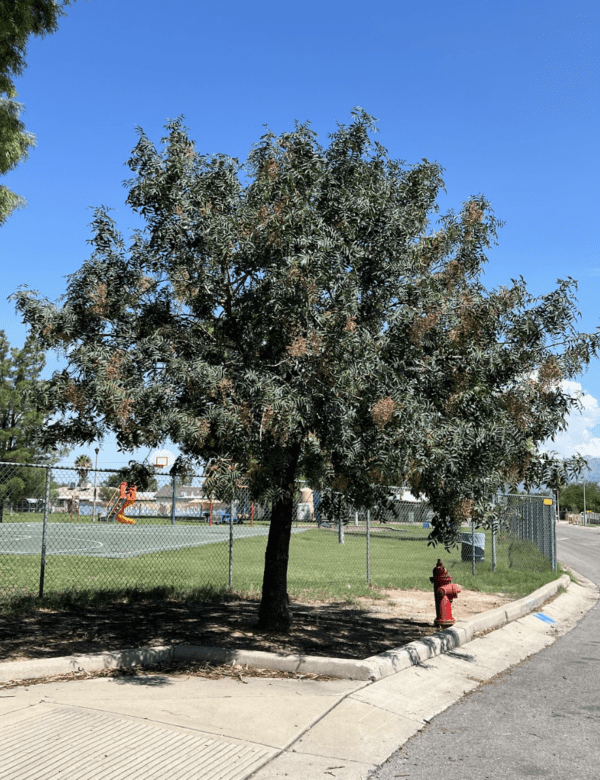 Red Push Pistache · Tucson Clean & Beautiful