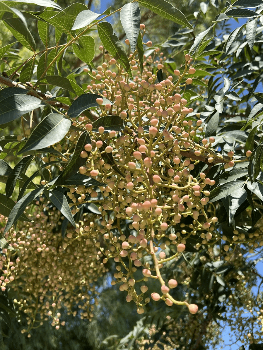 Red Push Pistache · Tucson Clean & Beautiful