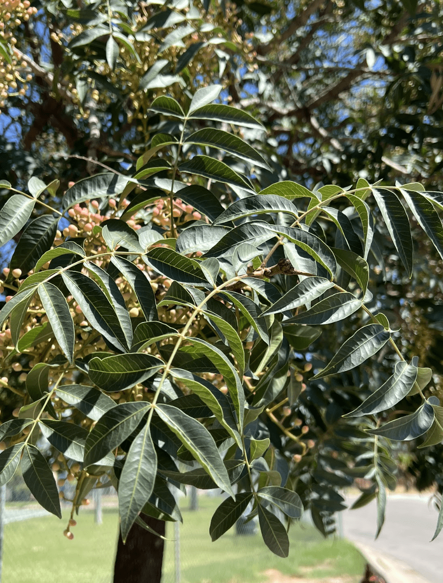 Red Push Pistache · Tucson Clean & Beautiful