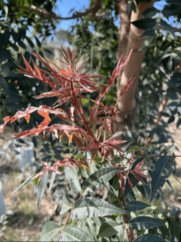 Red Push Pistache · Tucson Clean & Beautiful