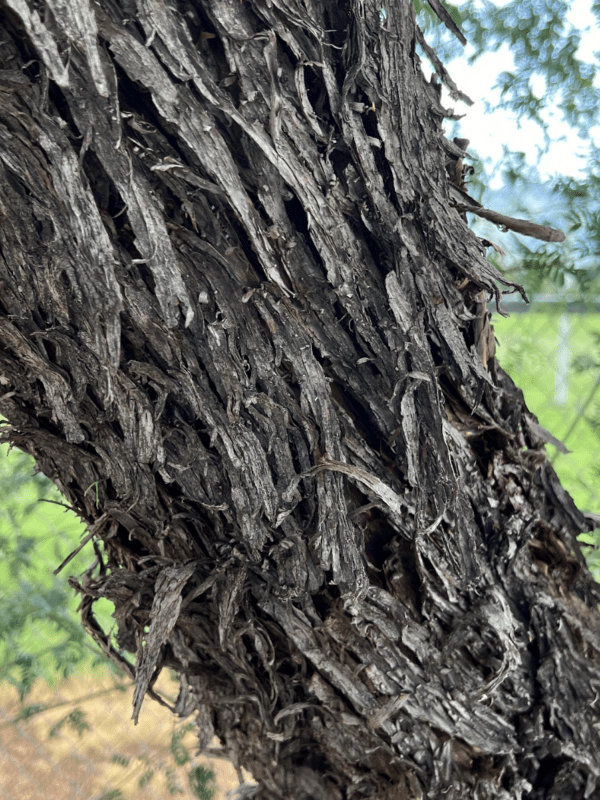 Screwbean Mesquite · Tucson Clean & Beautiful