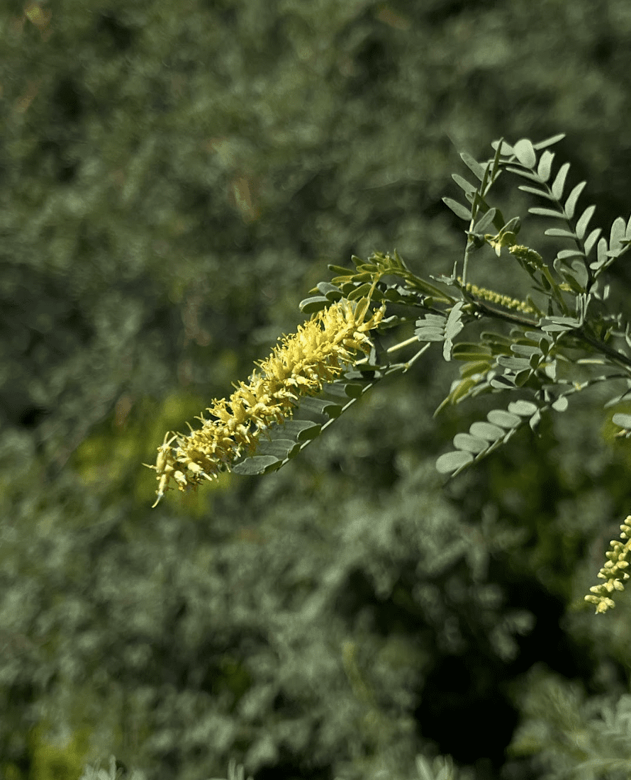 Screwbean Mesquite · Tucson Clean & Beautiful