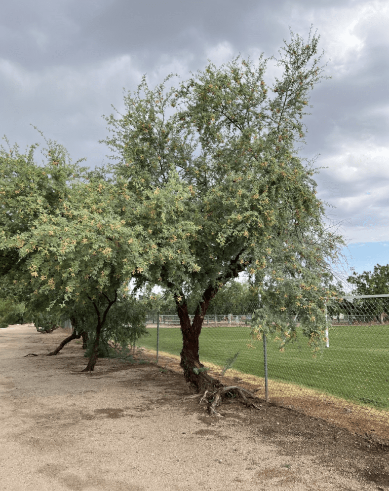 Trees For Tucson · Tucson Clean & Beautiful