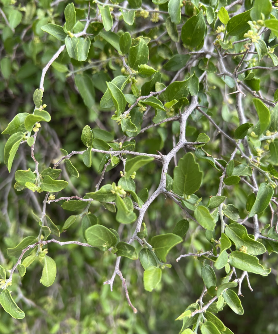 Desert Hackberry · Tucson Clean & Beautiful