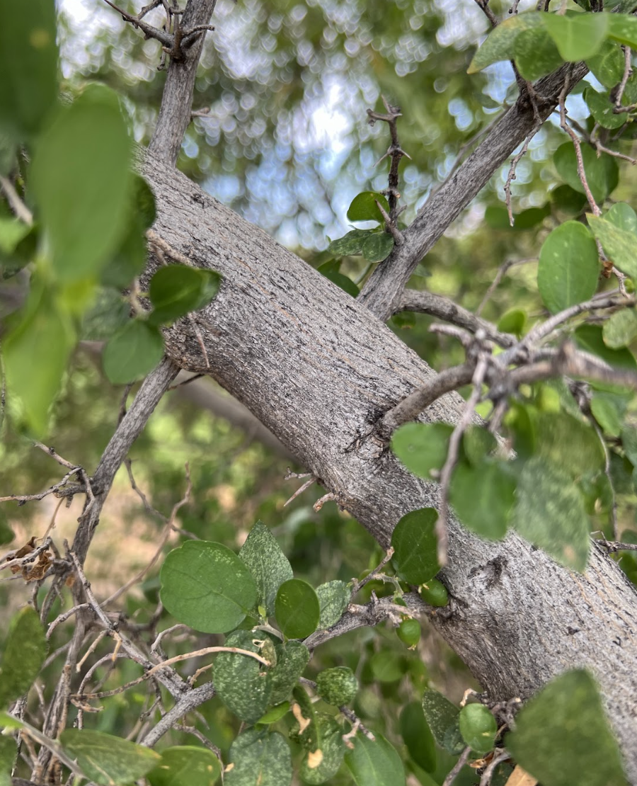 Desert Hackberry · Tucson Clean & Beautiful