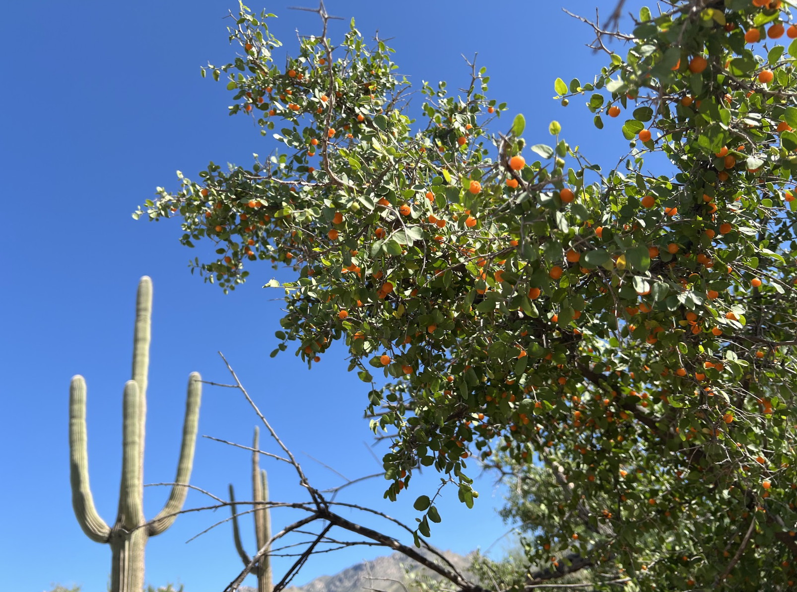 Desert Hackberry · Tucson Clean & Beautiful
