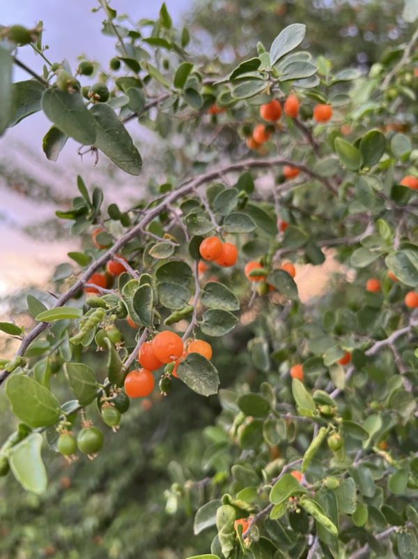 Desert Hackberry · Tucson Clean & Beautiful