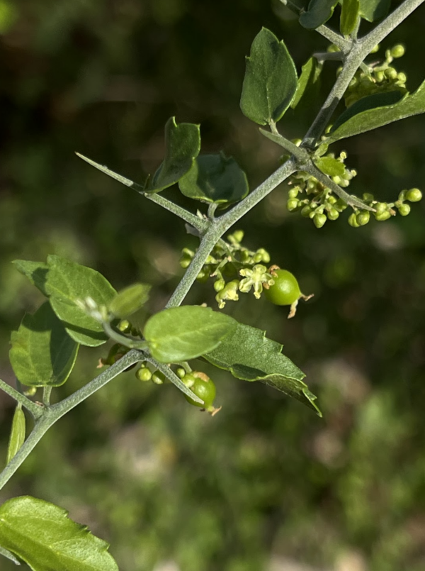 Desert Hackberry · Tucson Clean & Beautiful