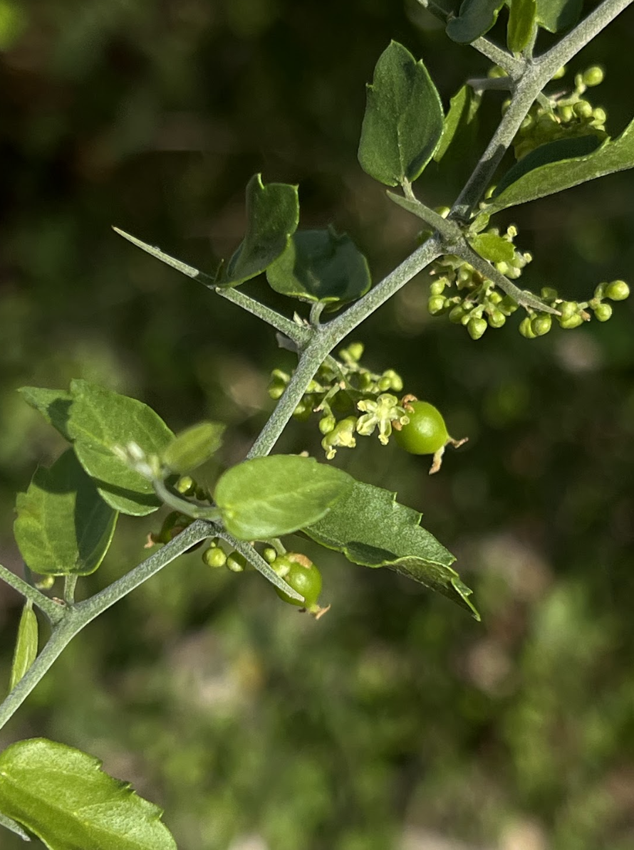 Desert Hackberry · Tucson Clean & Beautiful