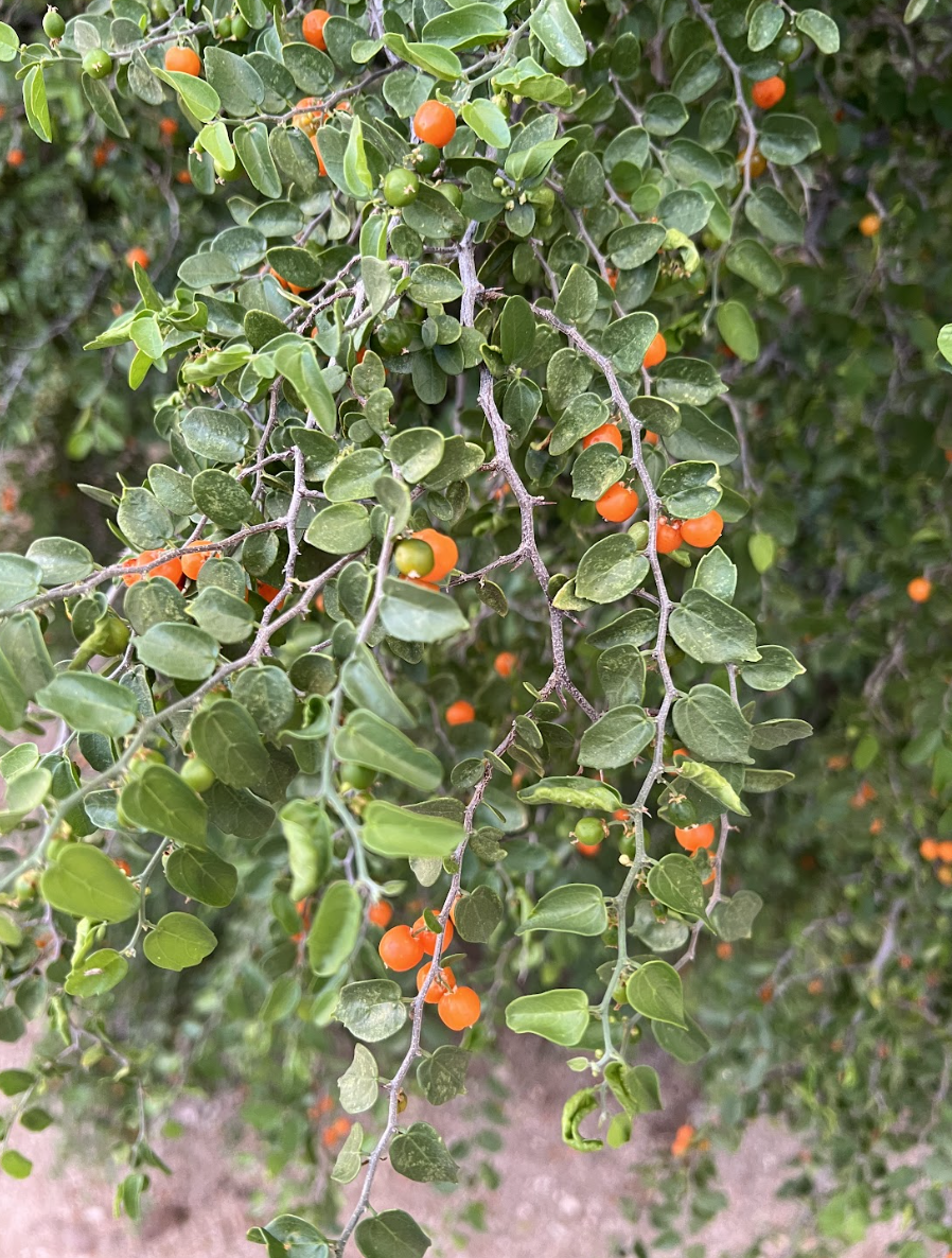 Desert Hackberry · Tucson Clean & Beautiful