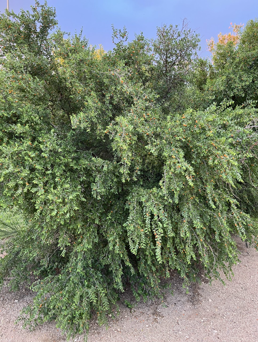 Desert Hackberry · Tucson Clean & Beautiful