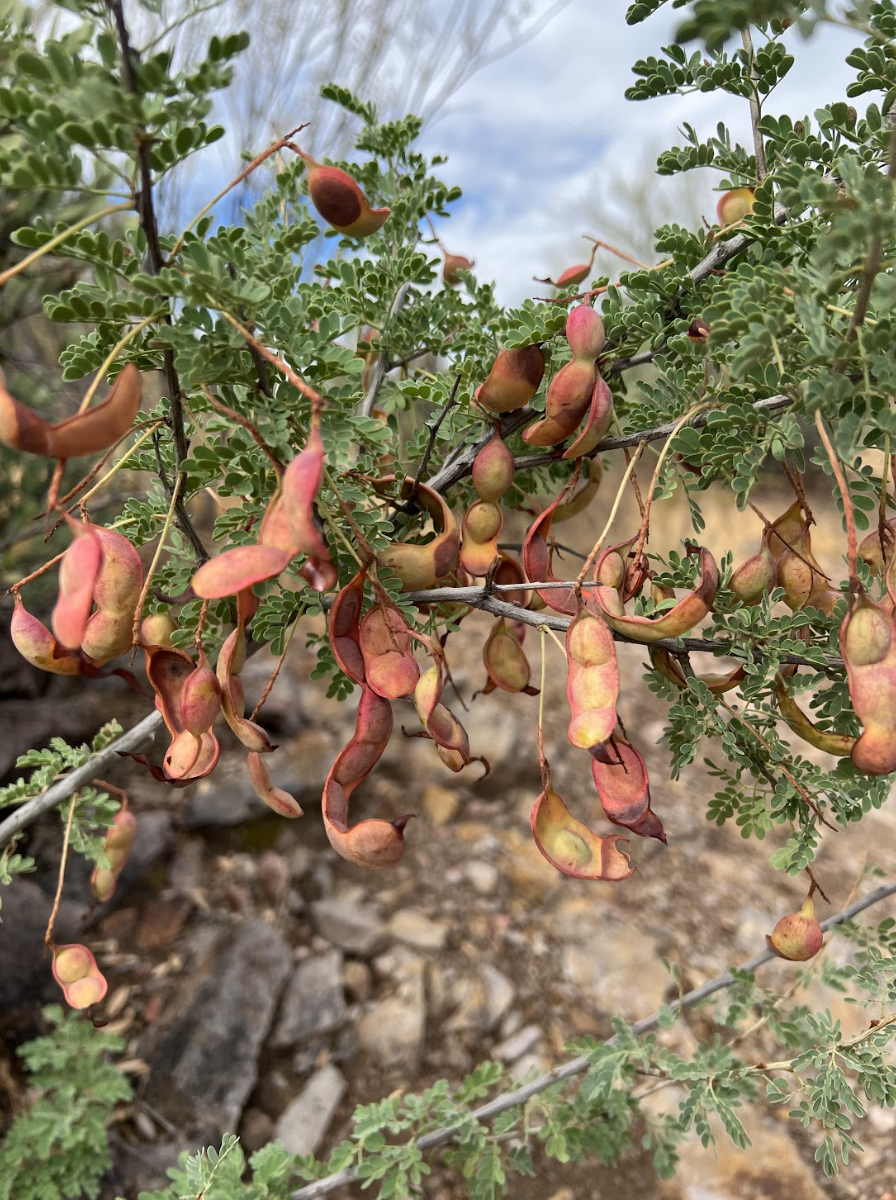 Catclaw Acacia · Tucson Clean & Beautiful