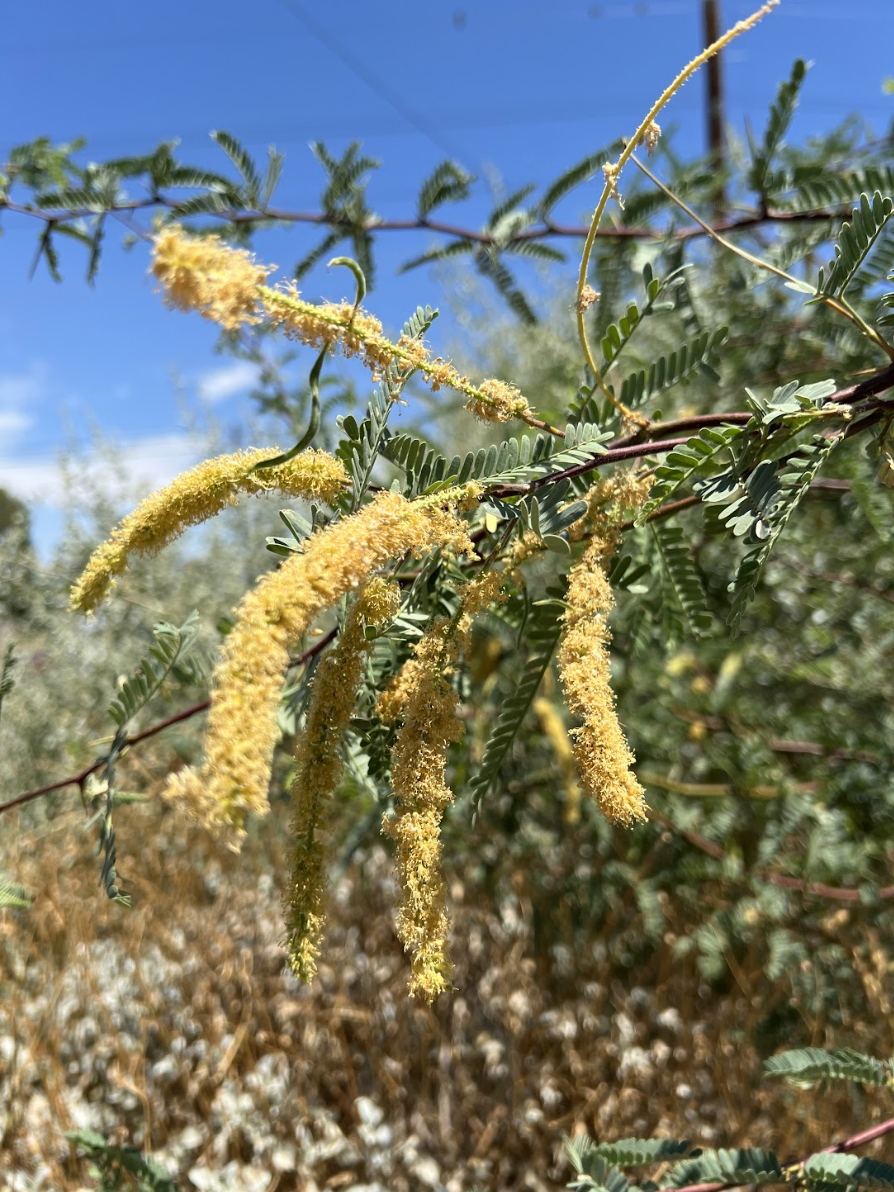 Velvet Mesquite · Tucson Clean & Beautiful