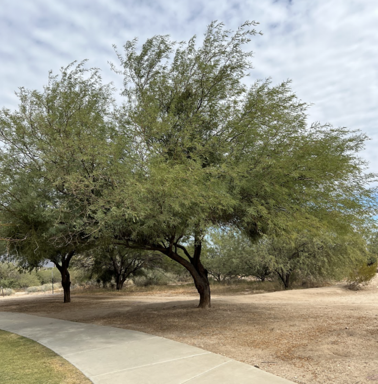 Trees For Tucson · Tucson Clean & Beautiful