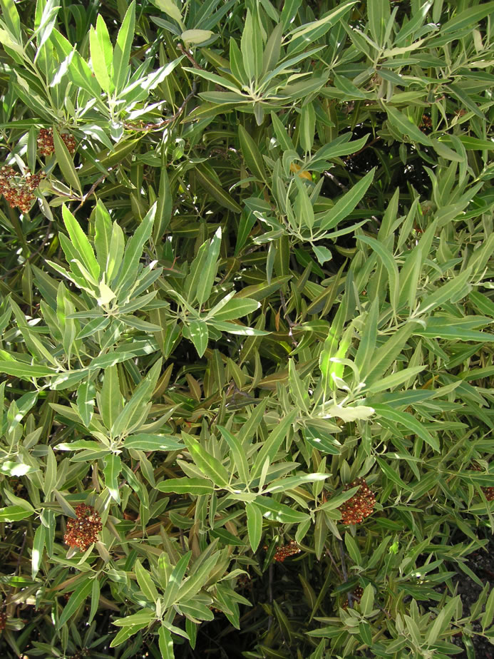 Arizona Rosewood · Tucson Clean & Beautiful