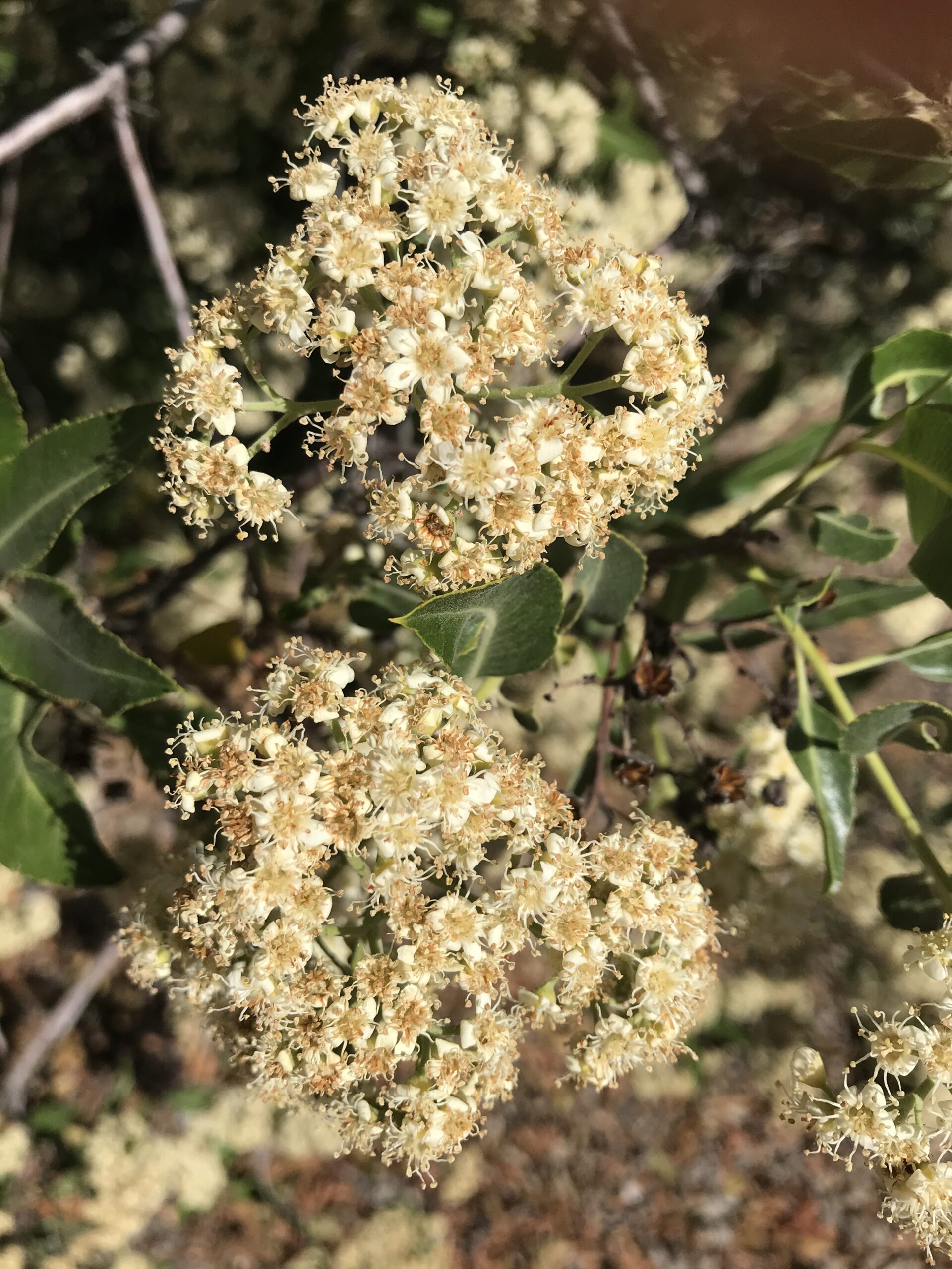 Arizona Rosewood · Tucson Clean & Beautiful