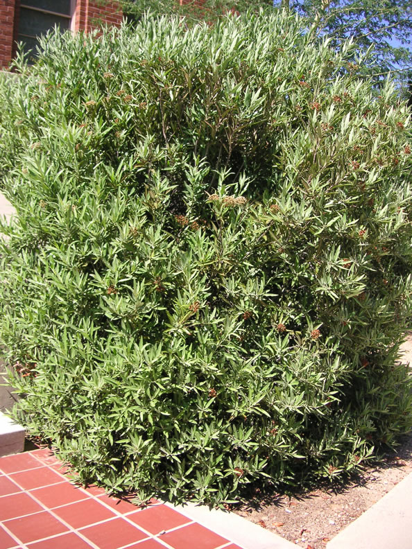 Arizona Rosewood · Tucson Clean & Beautiful