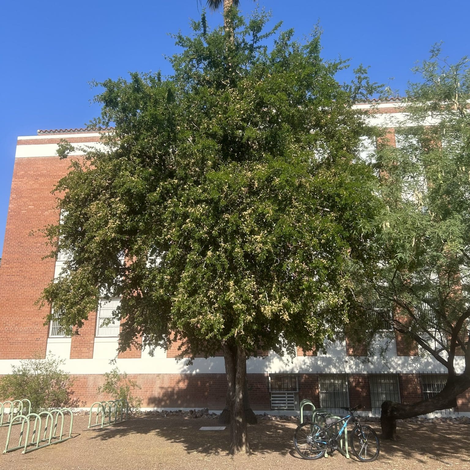 Trees For Tucson · Tucson Clean & Beautiful