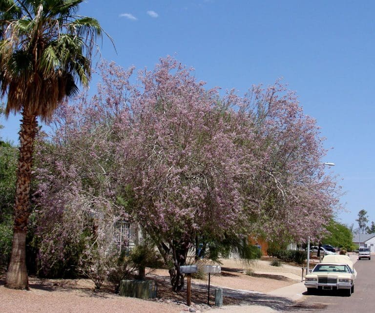 Southern Live Oak · Tucson Clean & Beautiful