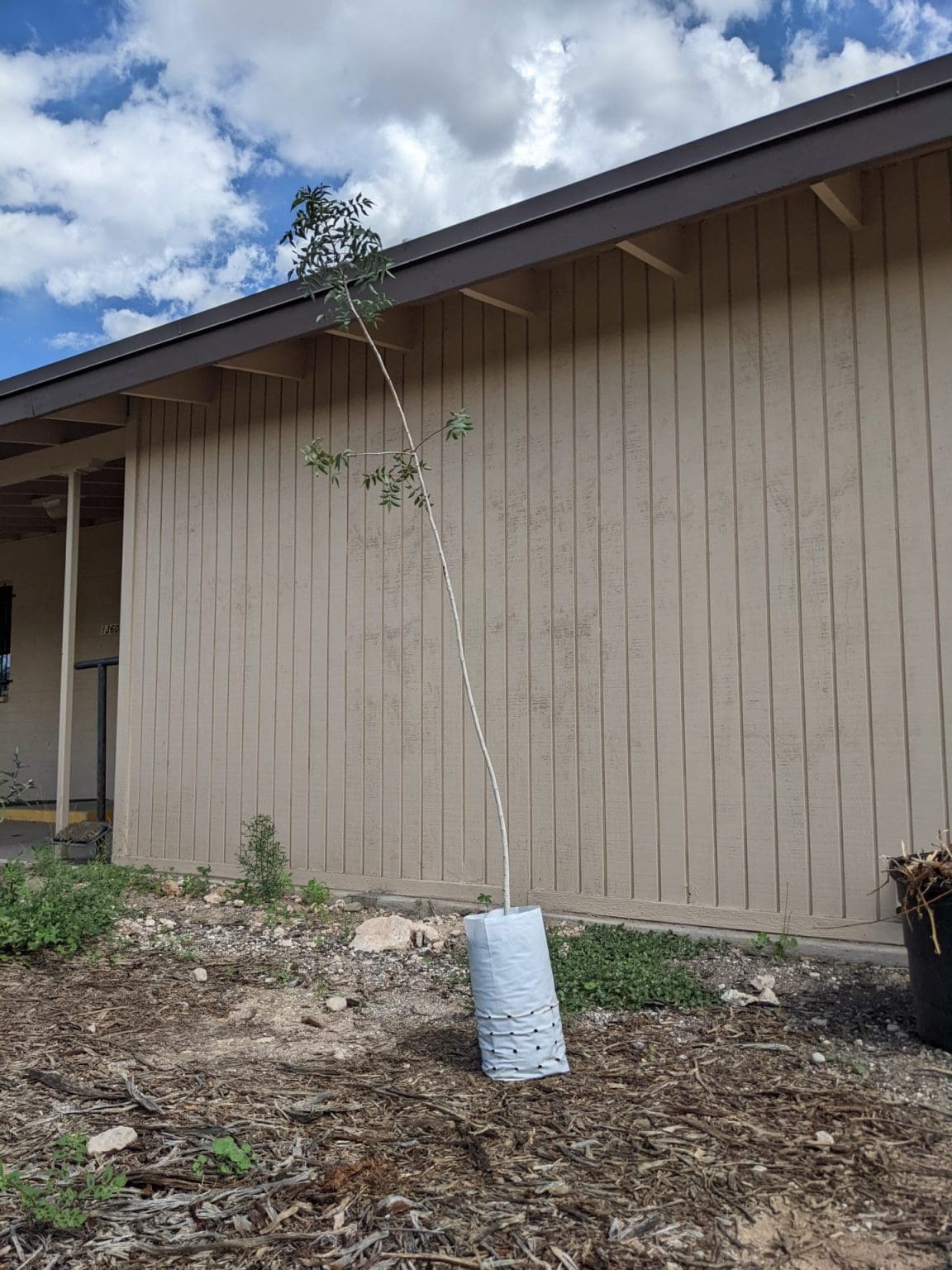 Red Push Pistache · Tucson Clean & Beautiful