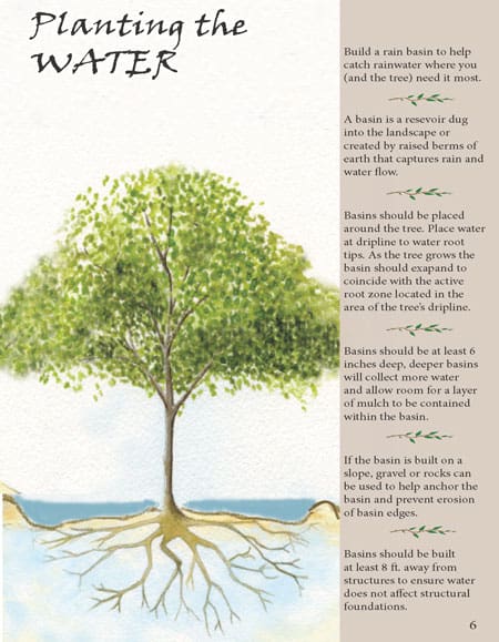 Planting & Maintenance · Tucson Clean & Beautiful