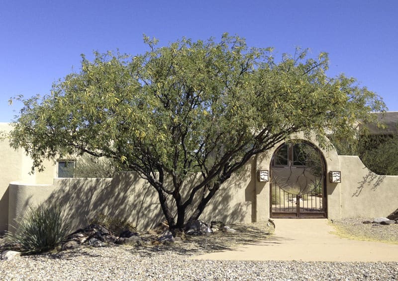 Tucson Clean & Beautiful · Environmental Action in Tucson, AZ