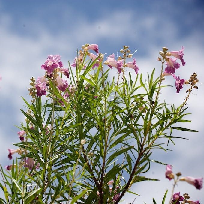 Desert Willow · Tucson Clean & Beautiful