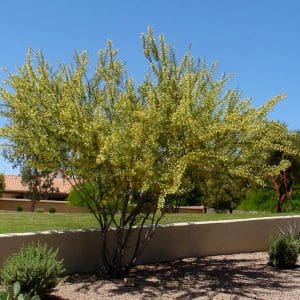 Trees For Tucson · Tucson Clean & Beautiful