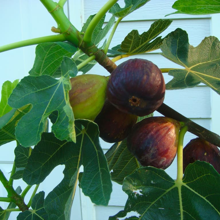 Fig · Tucson Clean & Beautiful