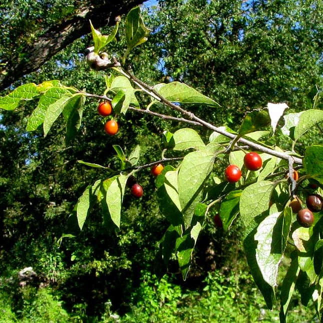 Netleaf Hackberry · Tucson Clean & Beautiful