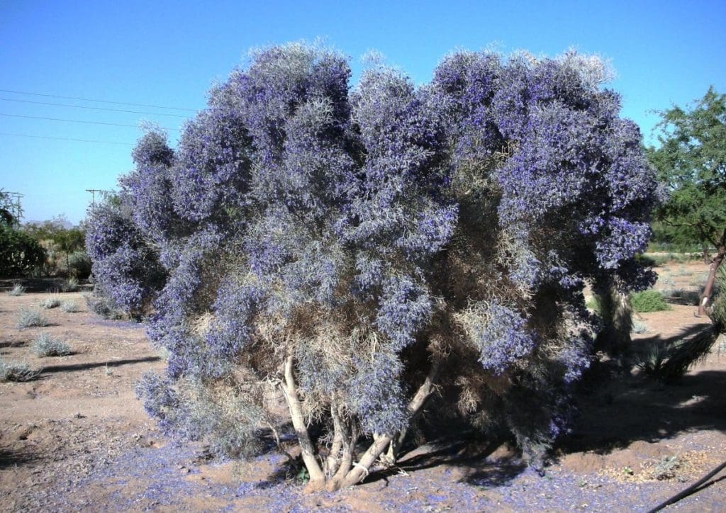 Trees For Tucson · Tucson Clean & Beautiful
